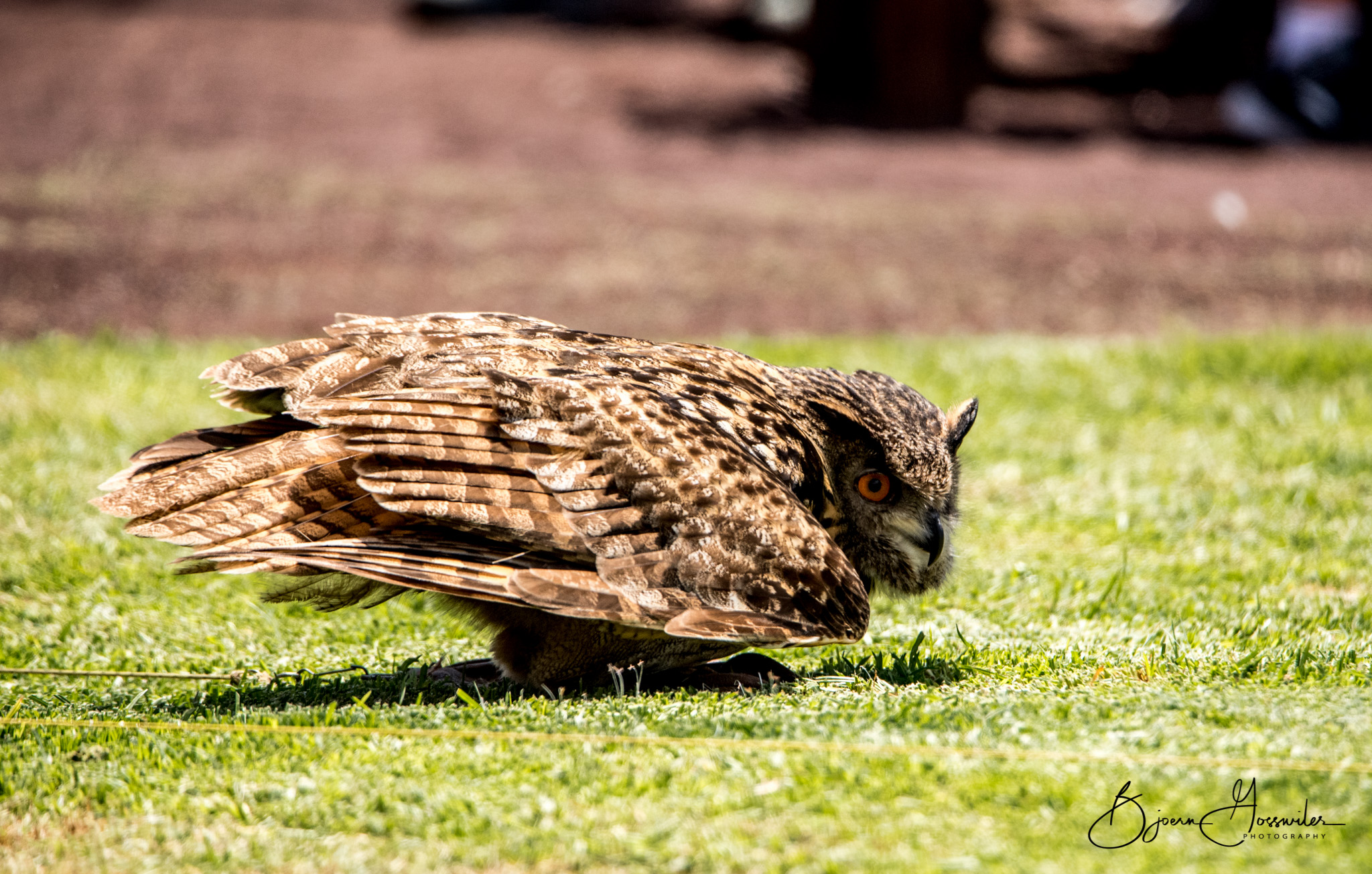 Owl Oasis Park