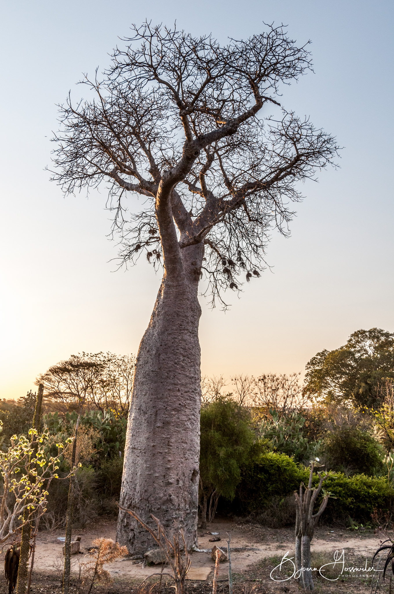 Madagascar
